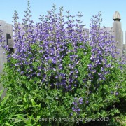Blue False Indigo (Baptisia australis) – Stone Silo Prairie Gardens